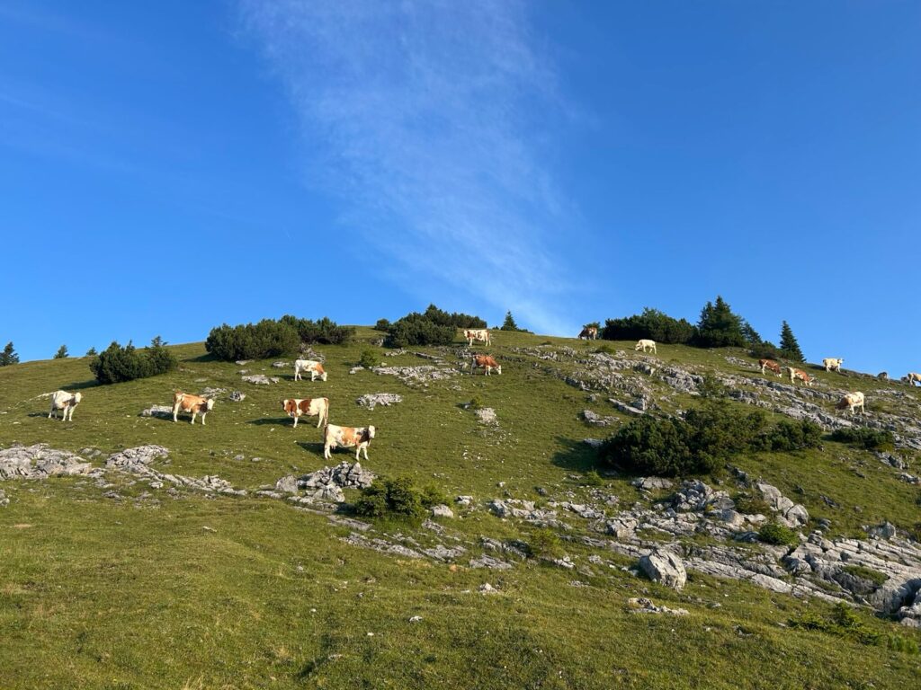 Almstelle für Ende Juli & August gesucht – Almwirtschaft Österreich